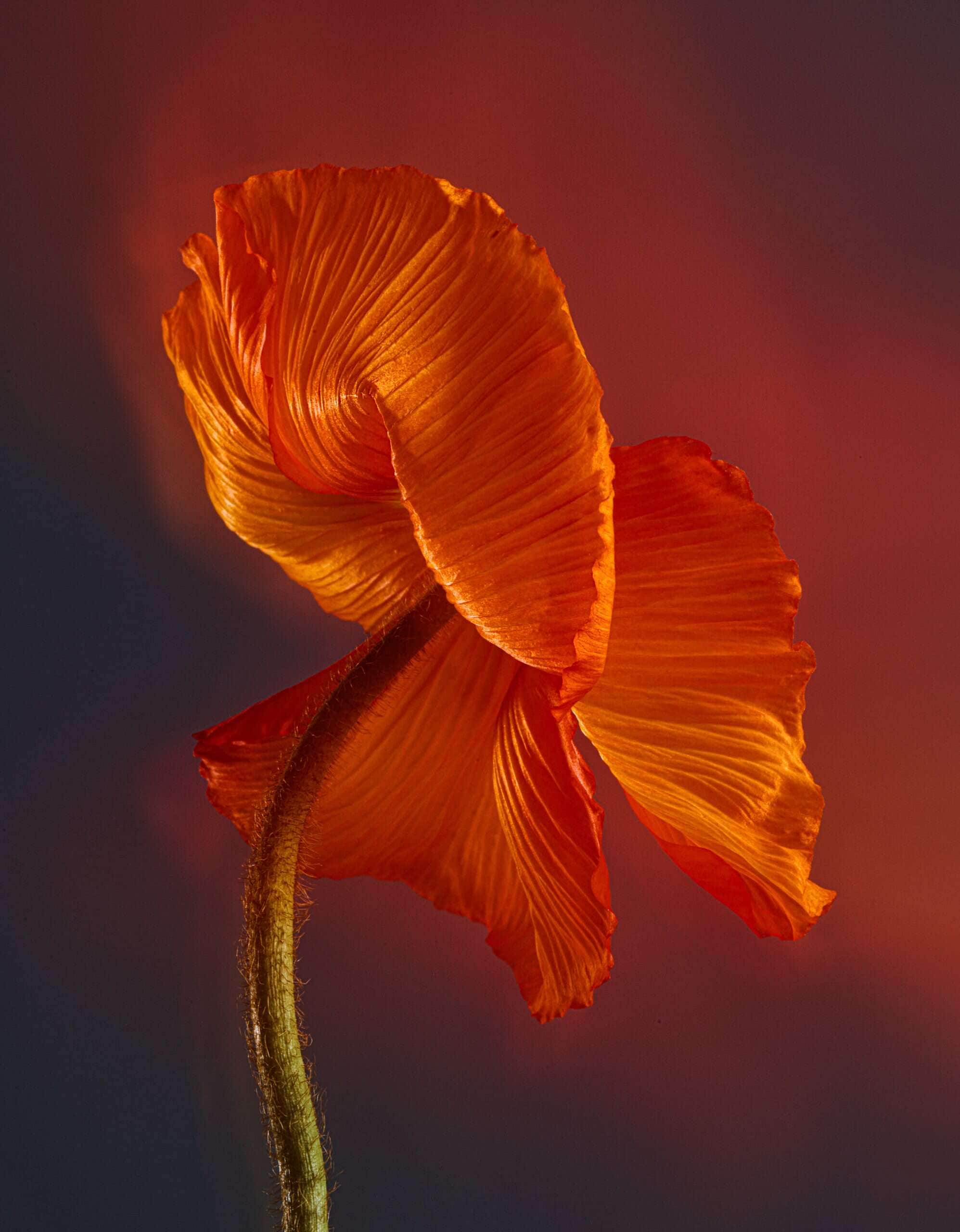 Levine/Leavitt — Suzanne Saroff