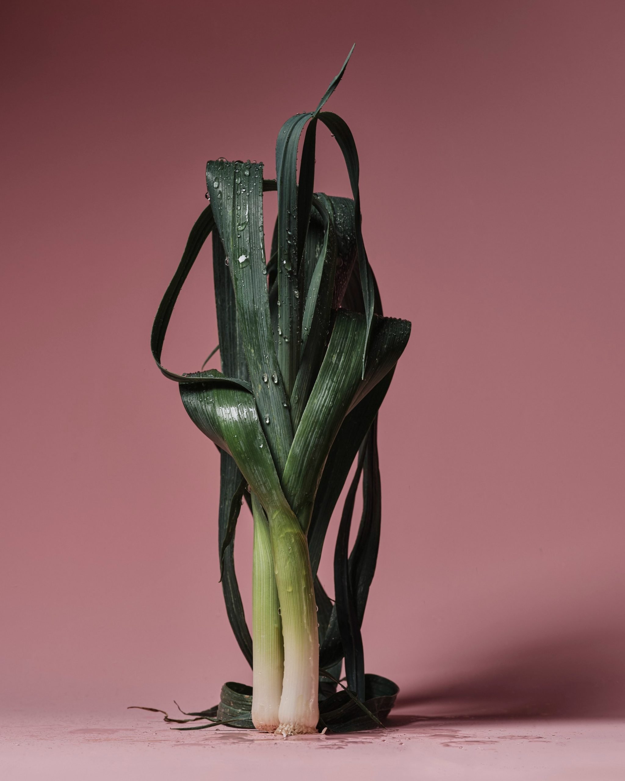 Levine/Leavitt — Suzanne Saroff