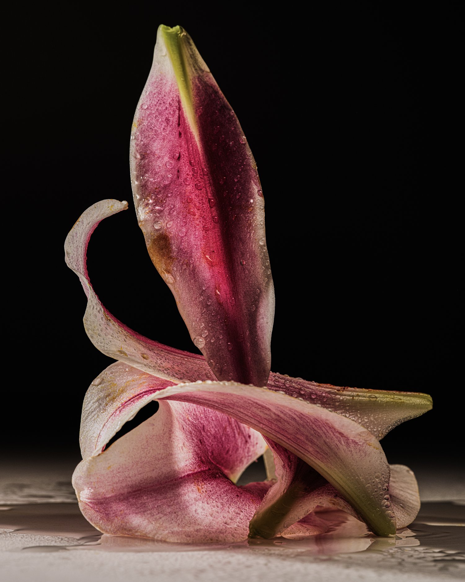 Levine/Leavitt — Suzanne Saroff