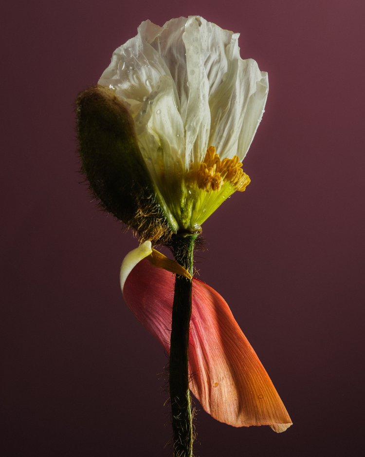 Levine/Leavitt — Suzanne Saroff